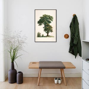 Oak Tree Print, Botanical Home Decor, Tree Wall Art, Oak Tree Decor ...