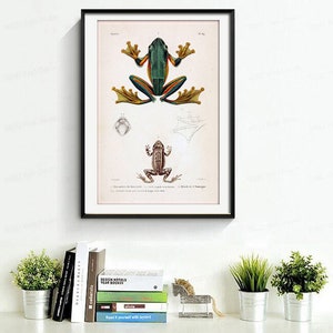 Green Frog Print, Antique Frog Book Plate Illustration, Frog Biology ...