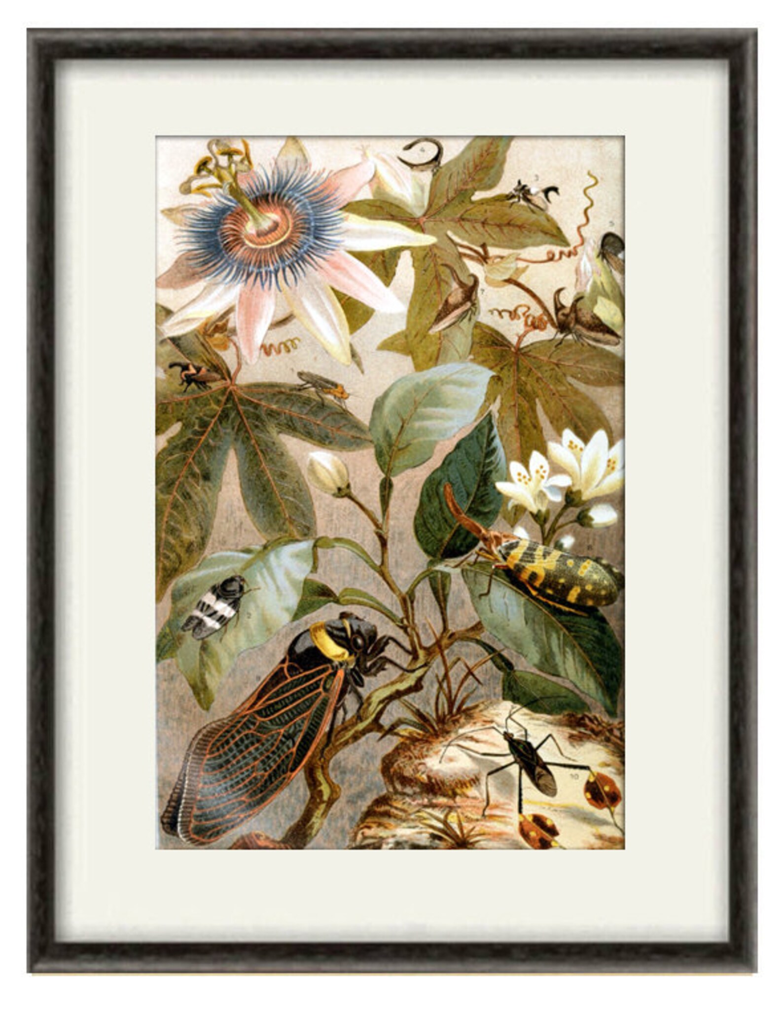 Cicada Print Insect Wall Art Print Cicada Poster Biology - Etsy