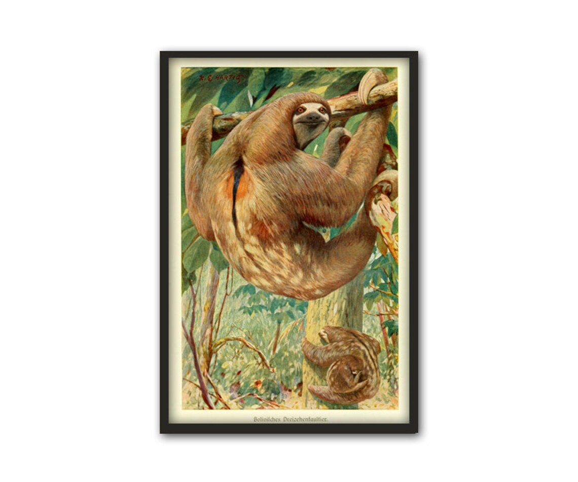 Sloth Art Print Vintage Animal Illustration Wall Art Poster | Etsy