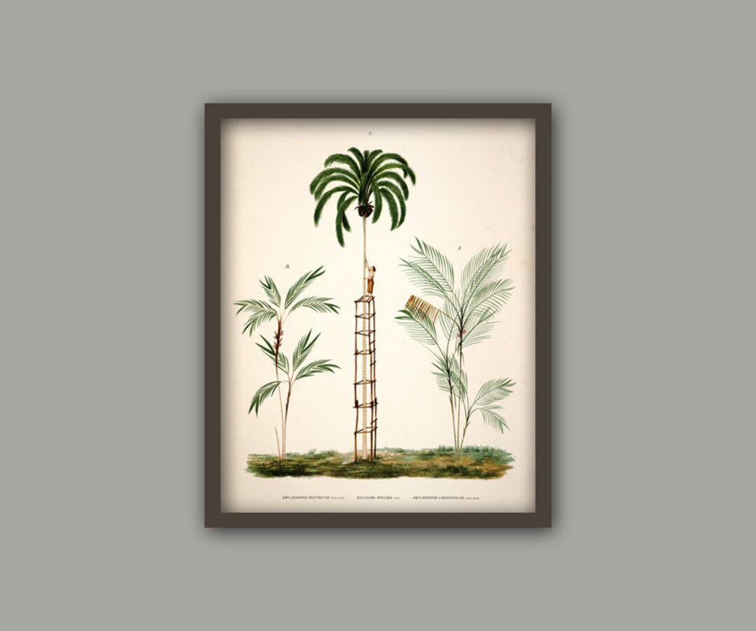 Palm Tree Botanical Print, Palm Home Decor, Palm Wall Art Print ...