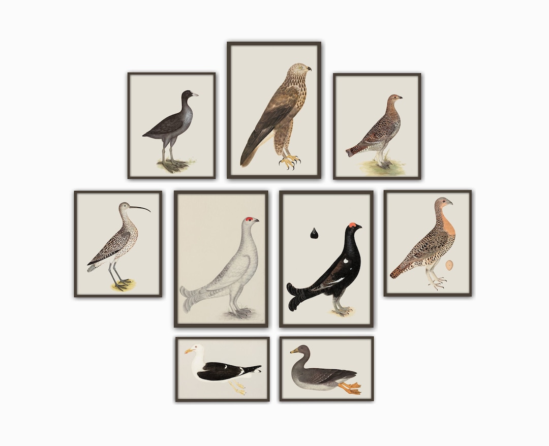 Birds Print Set of 9, Bird Wall Art Decor, Birds Illustration ...