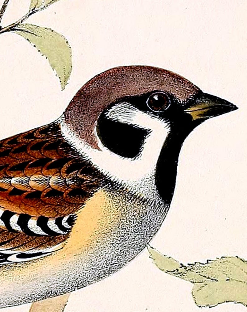 Small Sparrow Print Vintage Bird Print Bird Illustration Print | Etsy