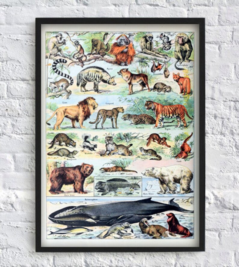 Vintage Animal Chart Print, Biology Science Poster, Wall Art - Etsy