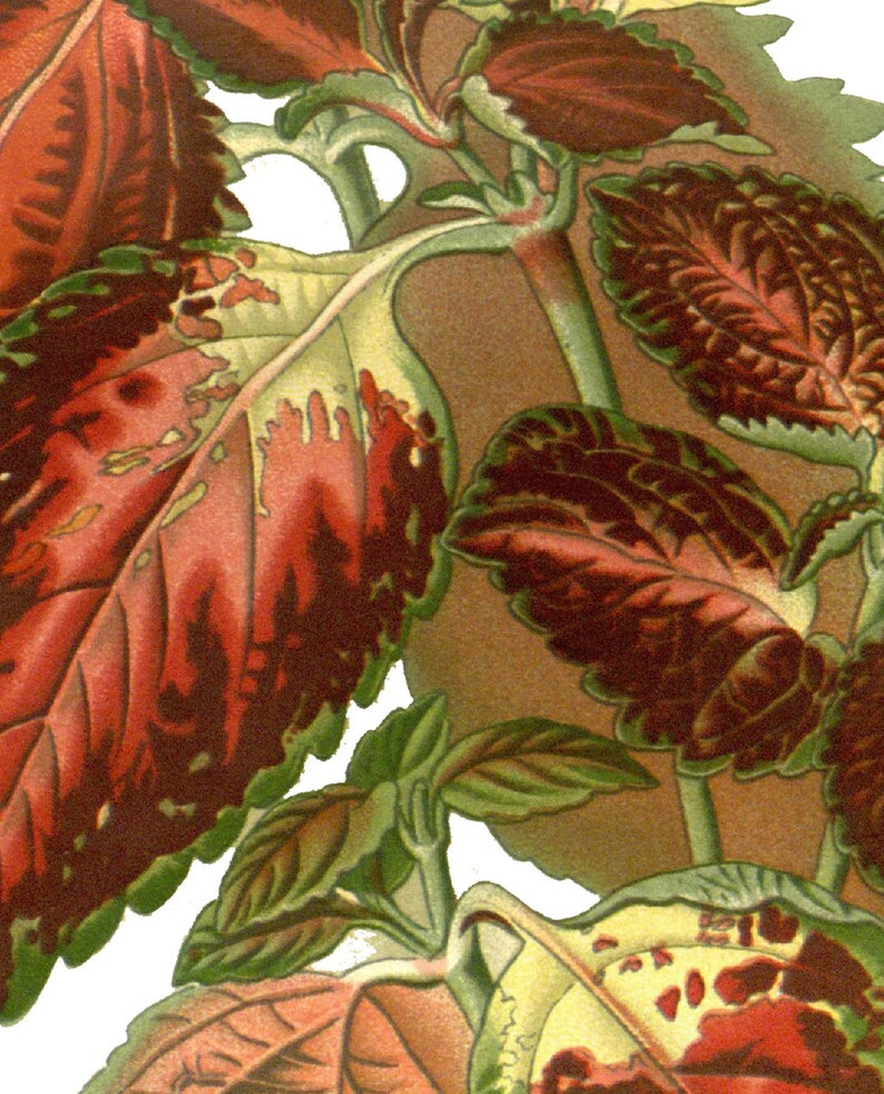 Red Flower Print Set of 4 Large Wall Art Print Vintage | Etsy