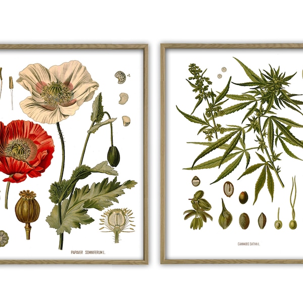 Marijuana Botanical Print - Etsy