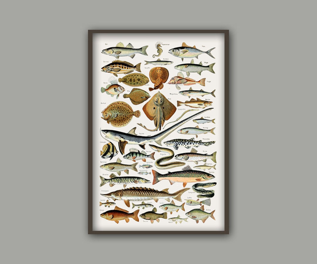 Fish Print Fish Poster Sea Fish Marine Wall Art Print Fish Illustration ...
