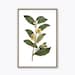 Tea Plant Print Kitchen Wall Art Decor Botanical Poster - Etsy