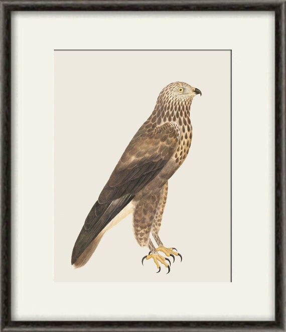 Digital Prints Prints Vintage Common Buzzard Print etna.com.pe