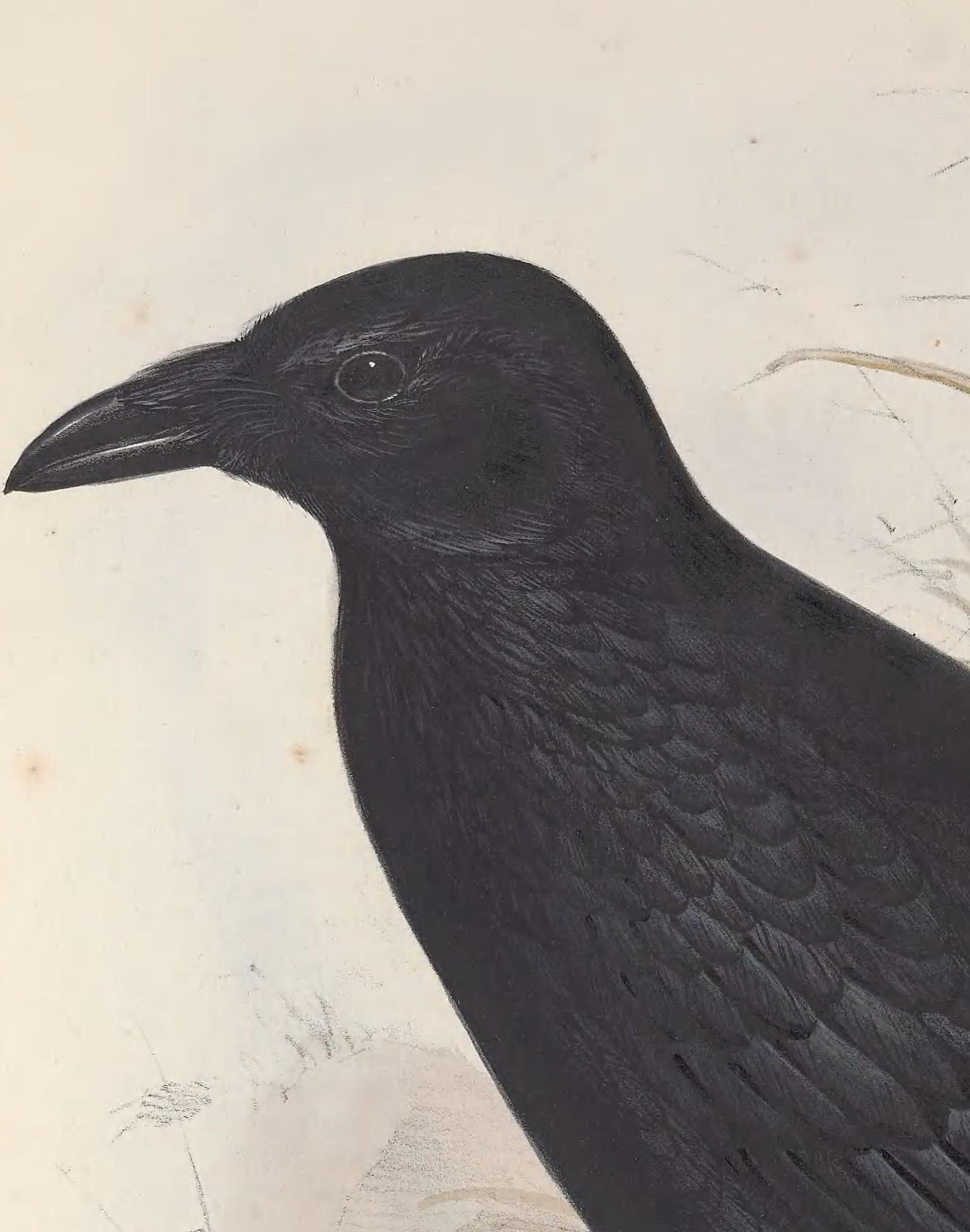 Carrion Crow Print Raven Birds Vintage Illustration Bird Wall - Etsy