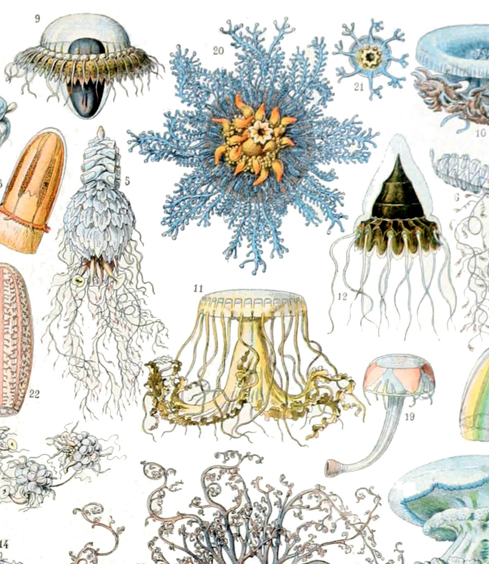 Marine Biology Print Bathroom Decor Poster Oceanography - Etsy