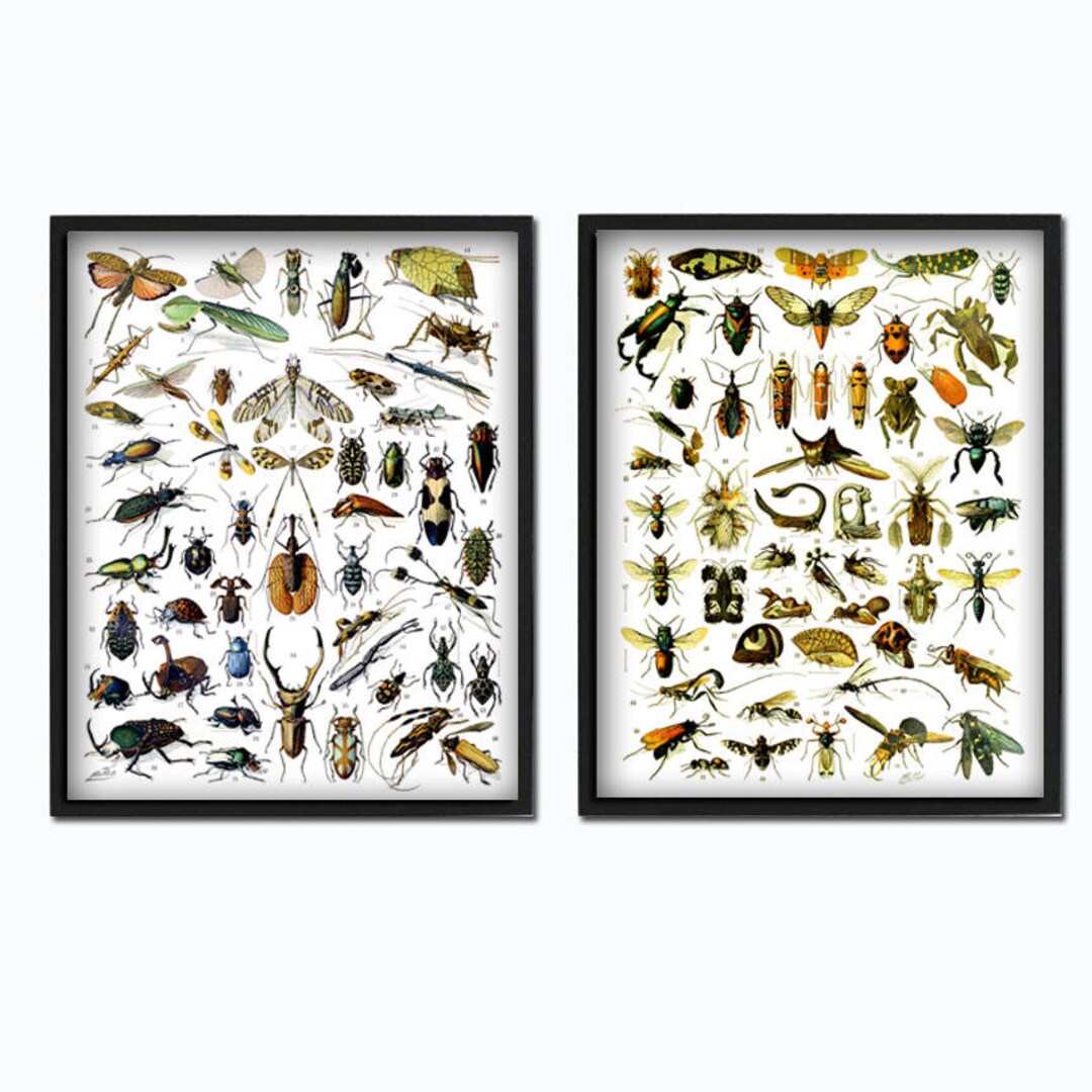 Insects Print Set of 2, Large Wall Decor, Science Poster, Entomology ...