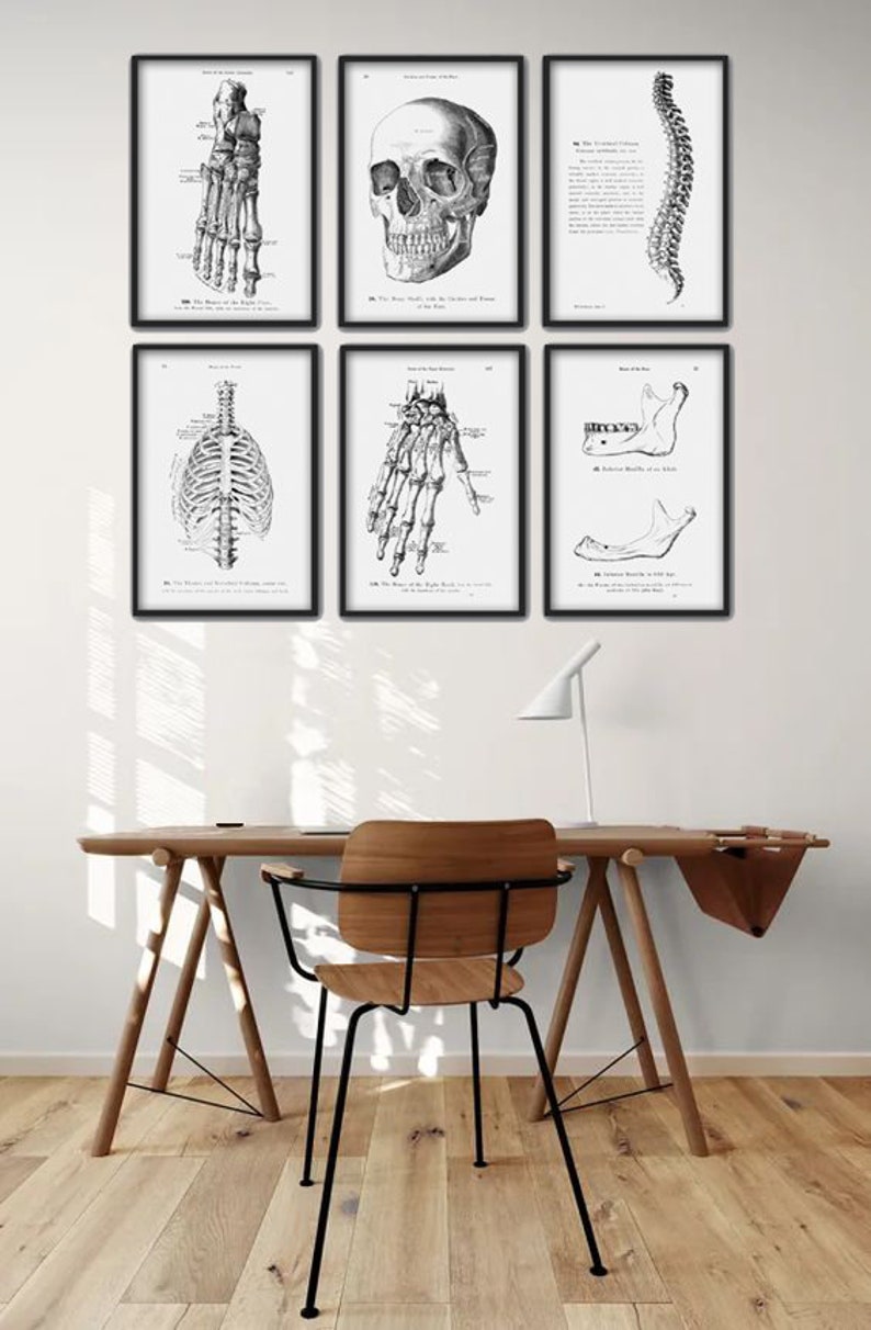 Human Skeleton Bones Print Set of 6 Human Skull Wall Art - Etsy