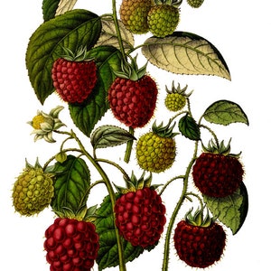 Raspberry Print, Kitchen Wall Art Decor, Botanical Illustration Print ...