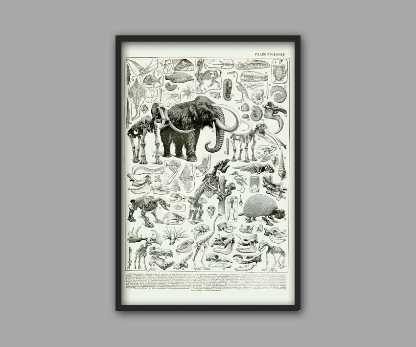 Prehistoric Animals Poster Fossil Mammoth Dinosaur Skeleton - Etsy