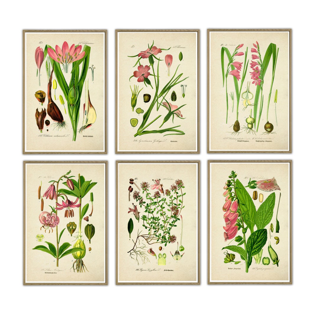 Flower Botanical Art Print Botanical Illustration Set of 6 Botanical ...