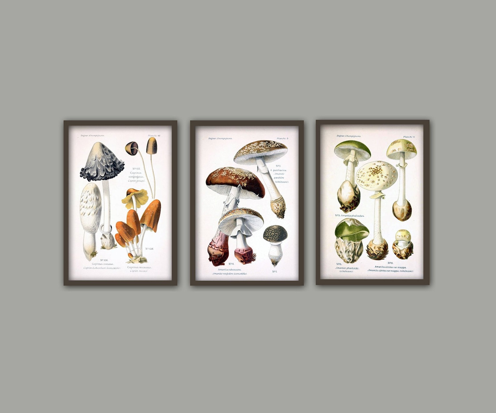 Set of 3 Mushroom Print Mushroom Wall Art Botanical Poster - Etsy
