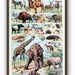 Safari Animal Print, Science Poster, Animals Vintage Illustration ...
