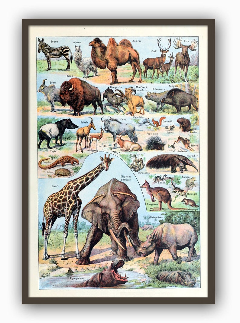 Safari Animal Print, Science Poster, Animals Vintage Illustration ...