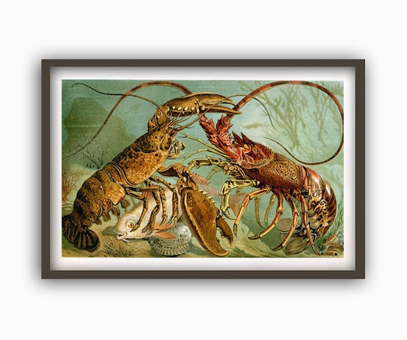 Wall Hangings Gift Idea Sea Life Poster Wall Decor for any room or ...