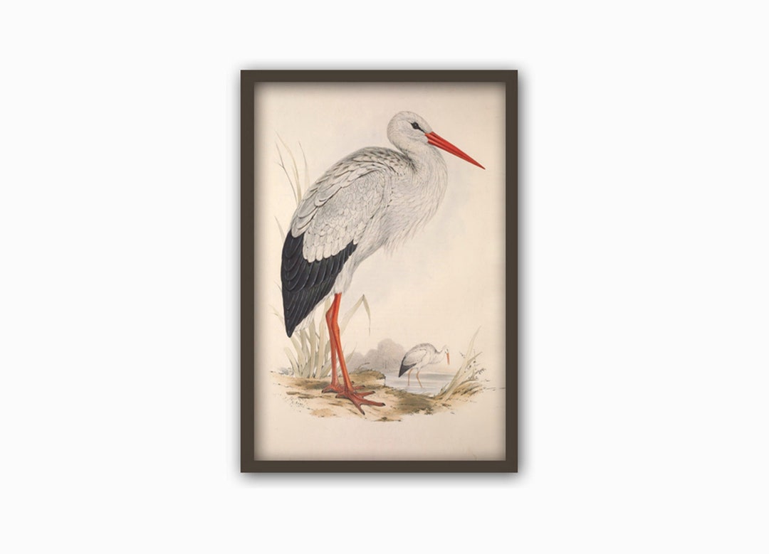 Stork Birds Art Print, Bird Wall Art Print, Antique Bird Illustration ...