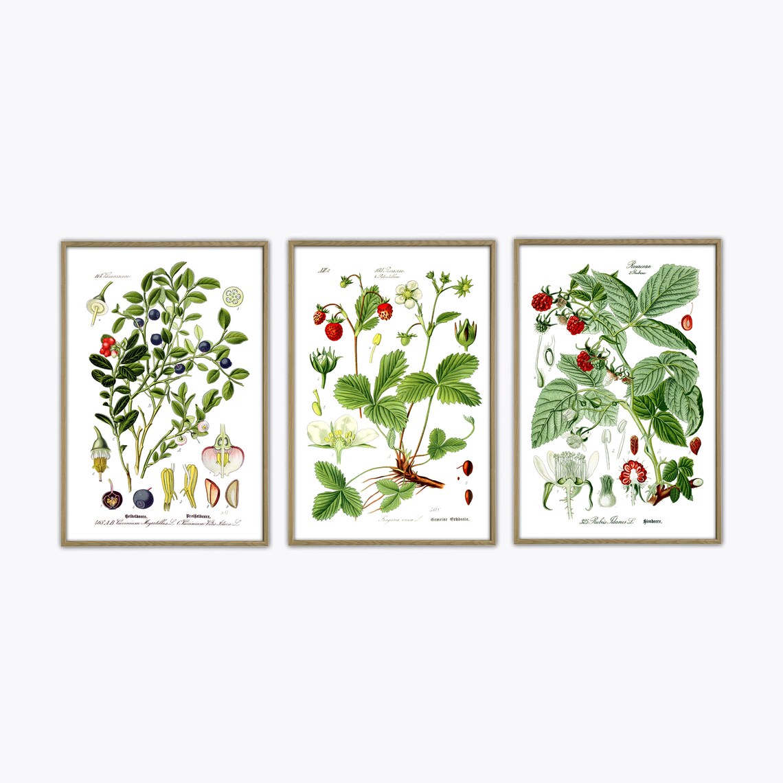 Berry Print Forest Kitchen Botanical Art Berries Illustration - Etsy