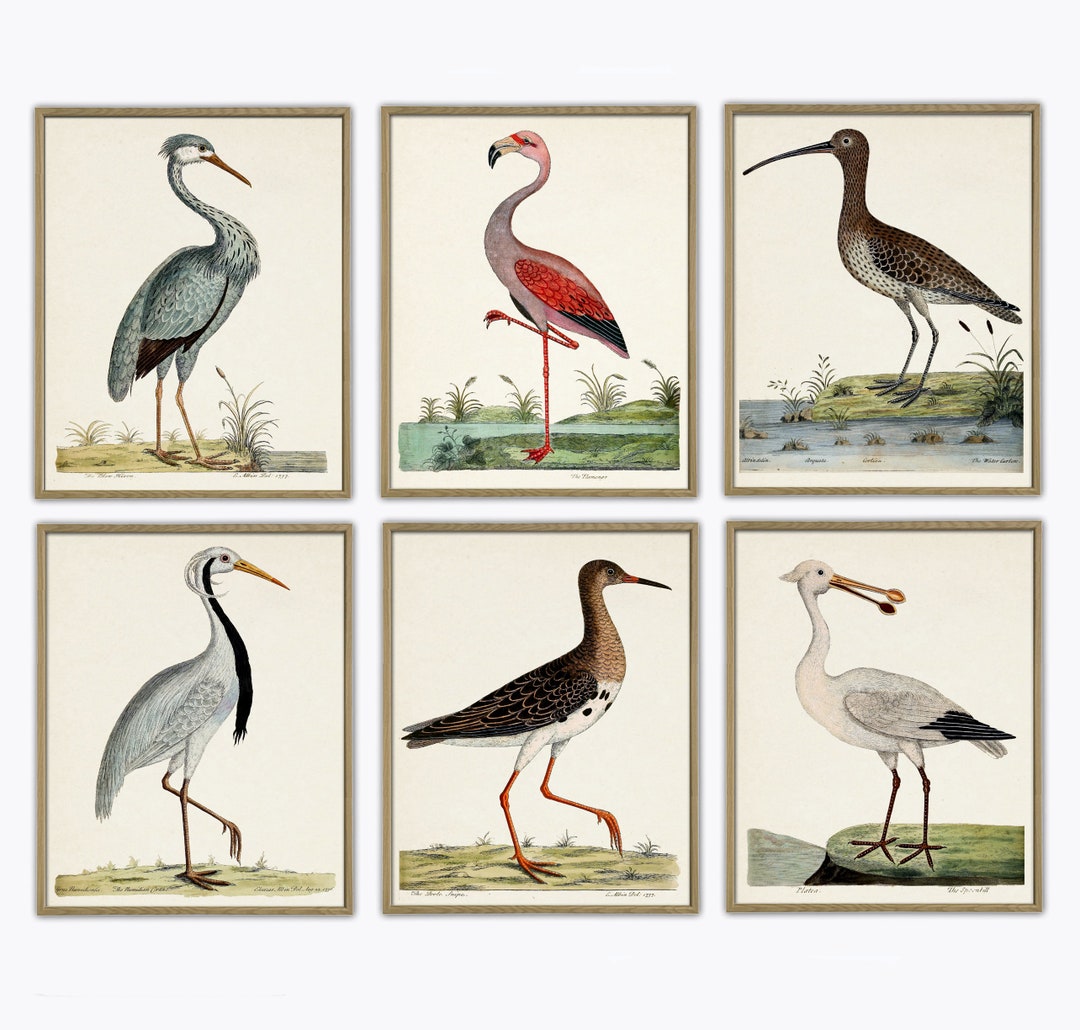 Birds Print Set, Wall Art Decor, Antique Bird Illustration, Ornithology ...
