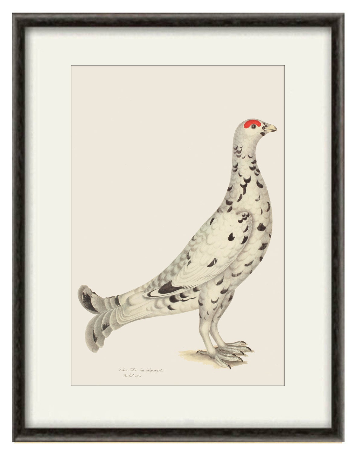 Bird Print Black Grouse Print Large Wall Art Decor Black | Etsy