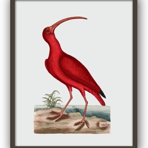 Red Ibis Bird Print, Large Wall Art Decor, Vintage Bird Illustration - Etsy