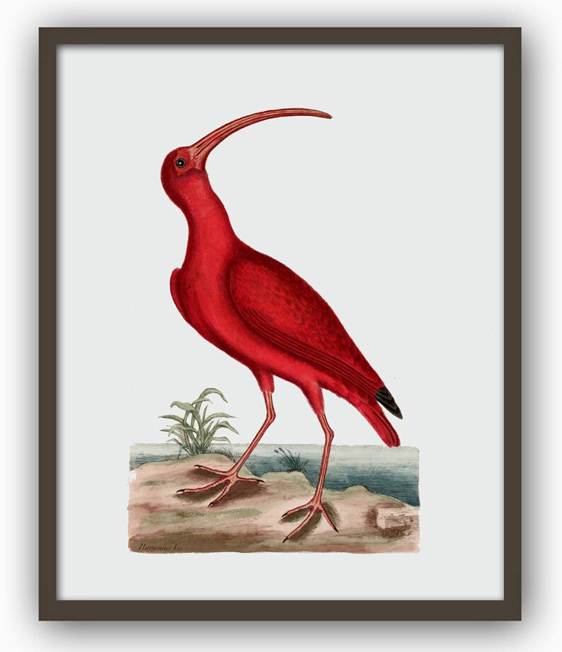 Red Ibis Bird Print, Large Wall Art Decor, Vintage Bird Illustration - Etsy