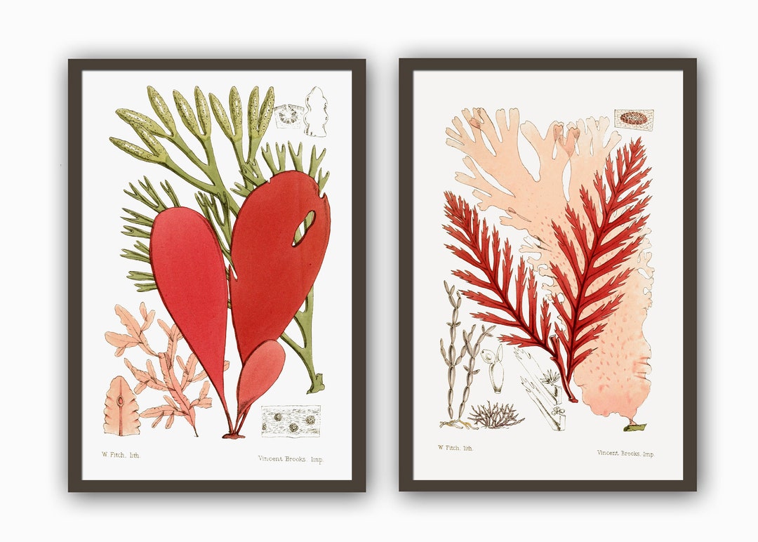 Algae Print Seaweed Print, Marine Biology Art, Nautical Print, Bathroom ...
