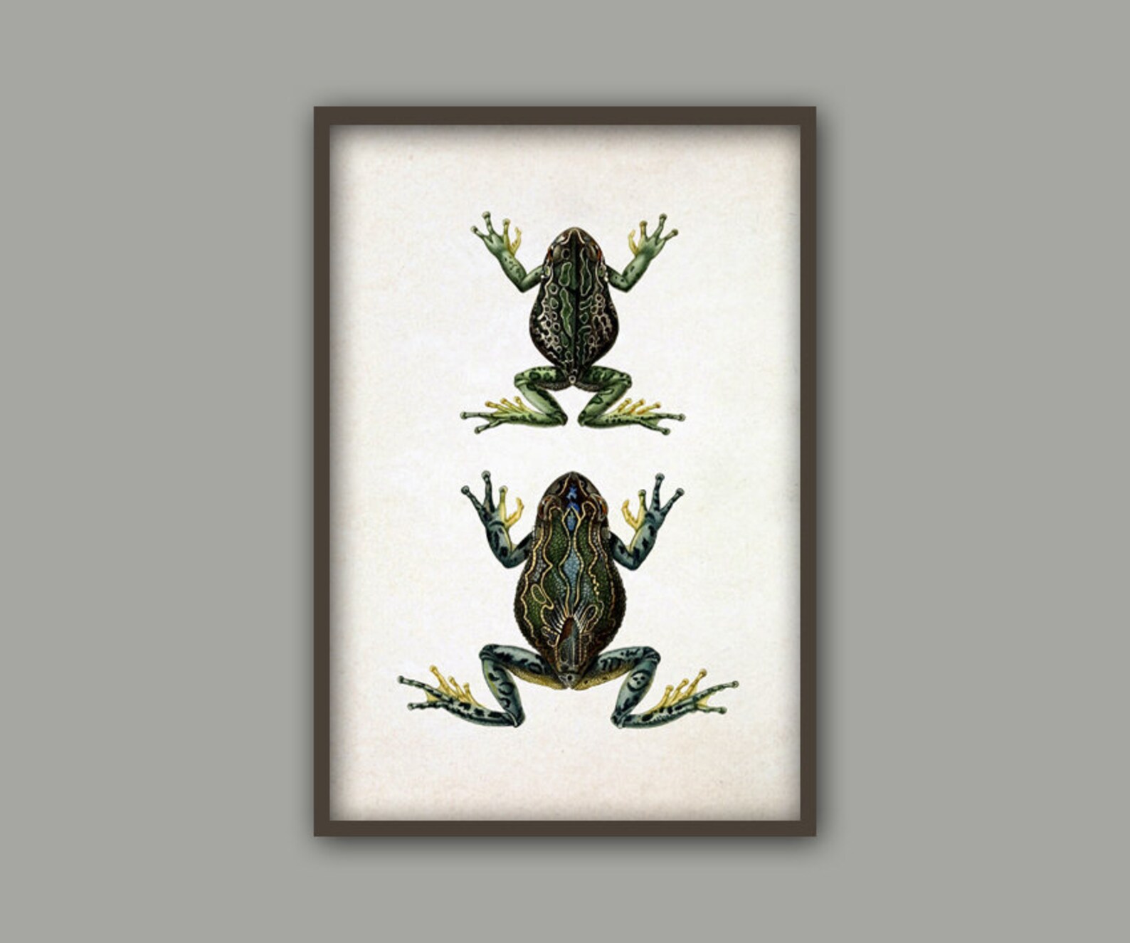 Frog Wall Art Print Frog Illustration Frog Biology Poster - Etsy