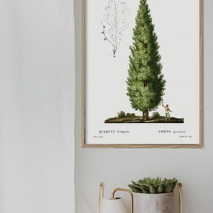 English Oak Tree Print, Botanical Home Decor, Tree Wall Art, Oak Tree ...