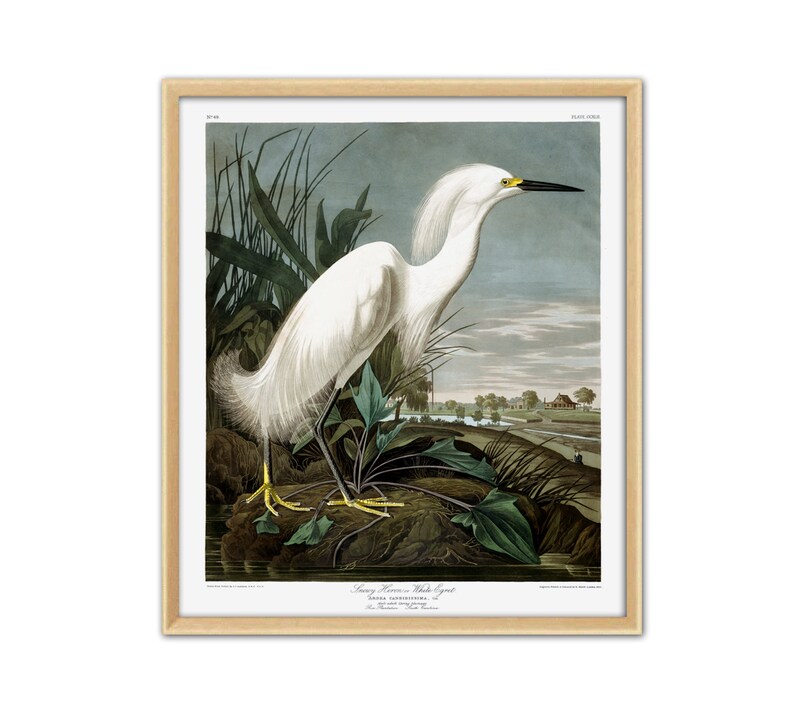 Large Bird Print, Wall Art Decor, Vintage Illustration by Audubon ...