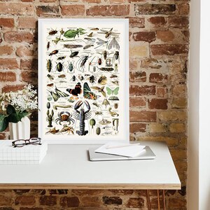 Science Print - Insect Poster - Sea Animals Print - Wall Art Decor ...