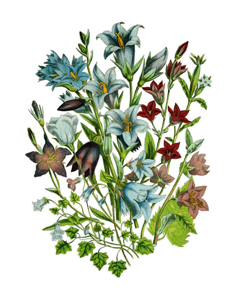 Blue Flowers Print Set Of 4 Botanical Wall Decor Flower Wall Etsy