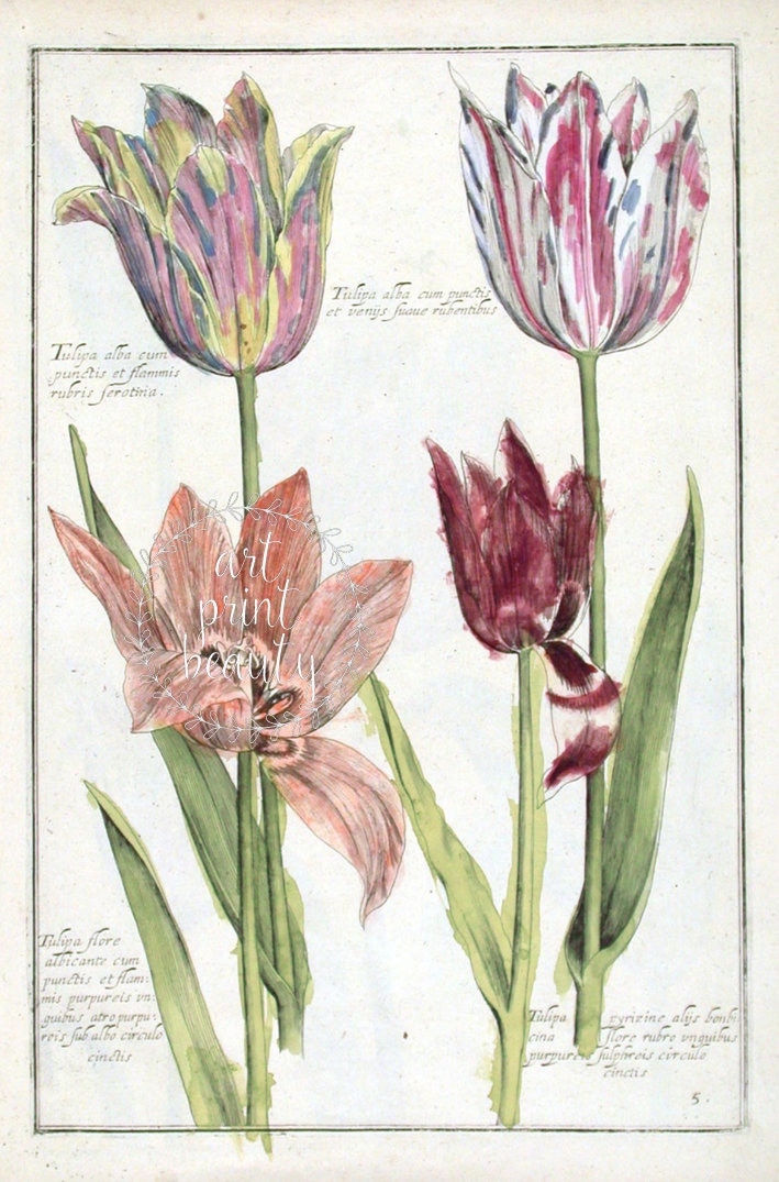 Tulip Flower Botanical Drawings Botanical Illustration Set of 6 ...