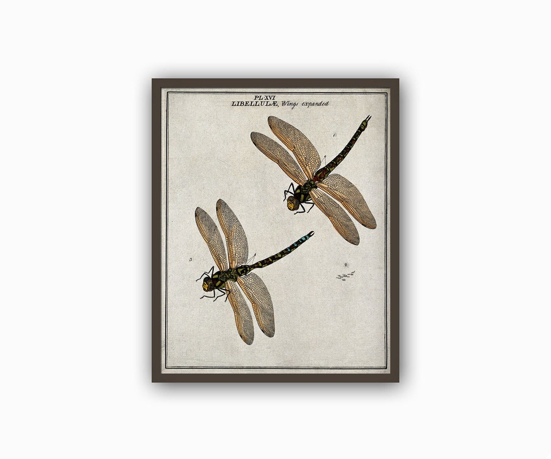 Dragonfly Insect Print, Vintage Painting Print, Entomology Poster, Wall ...