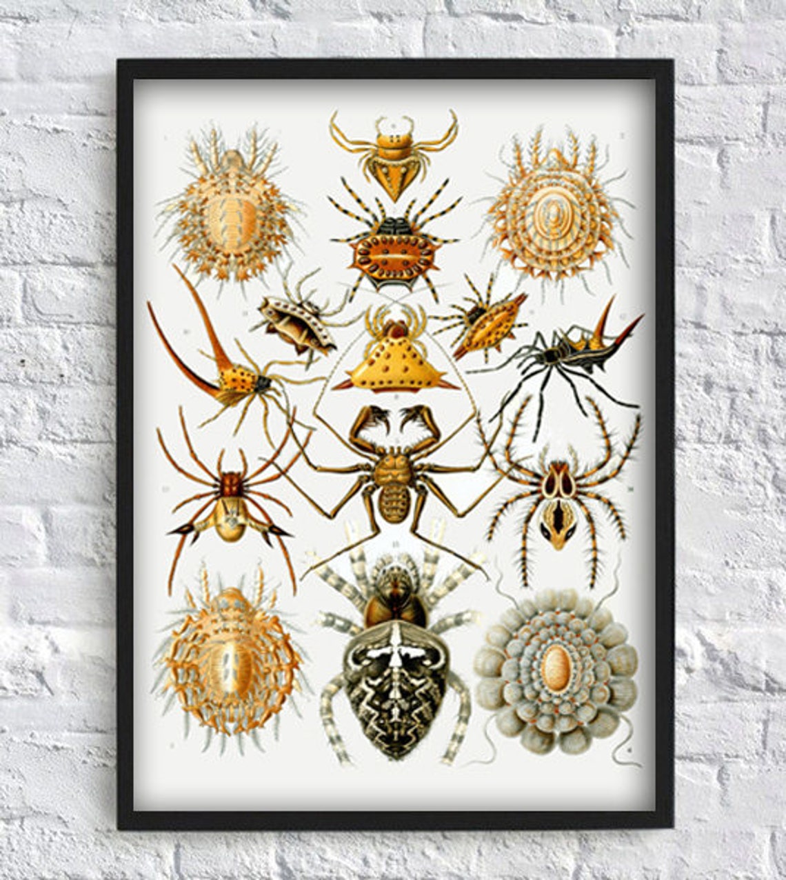 Antique Insect Print Insect Poster Ernst Haeckel Art - Etsy