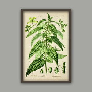 Nettle Print, Botanical Illustration, Green Plant Wall Art, Large Wall ...