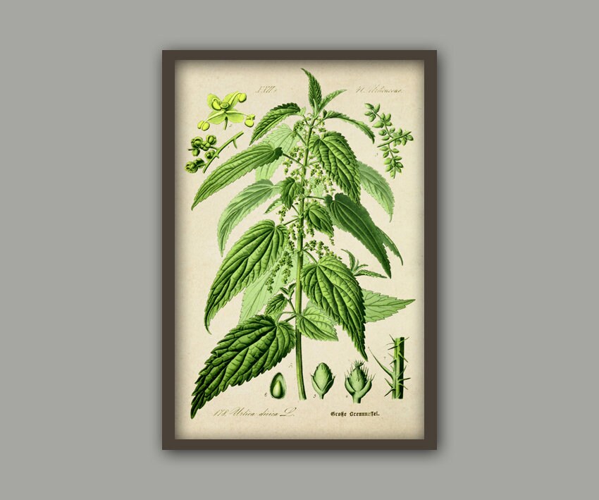 Nettle Print Botanical Illustration Green Plant Wall Art - Etsy