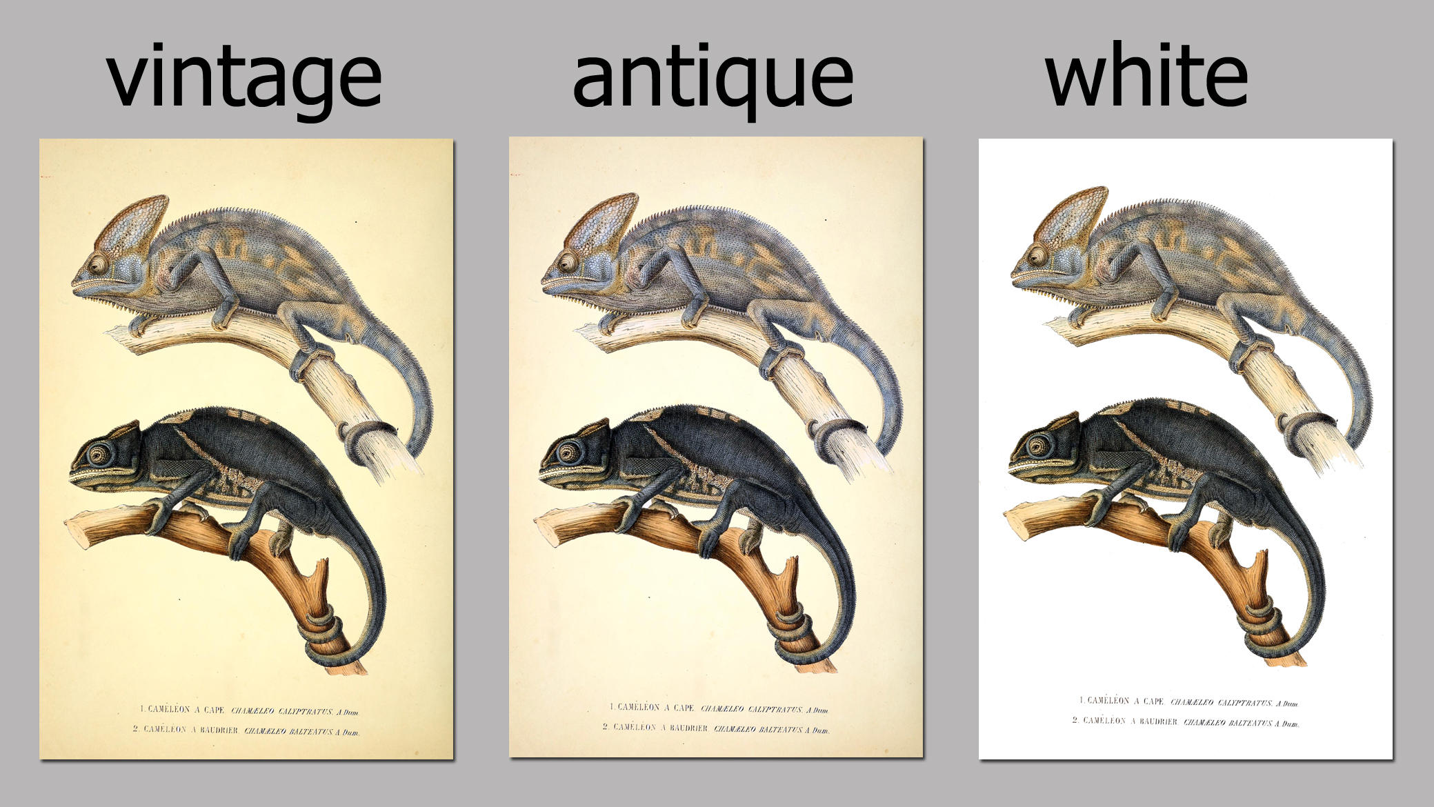 Chameleon Print Animals Wall Art Decor Lizard Reptile Art | Etsy