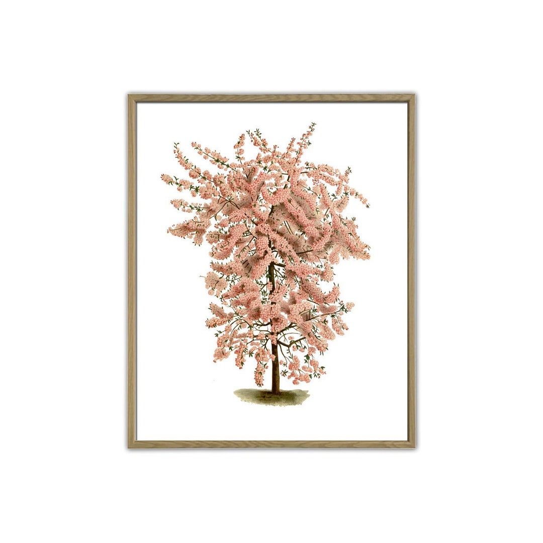 Apple Tree Print, Botanical Wall Art Decor, Vintage Illustration, Tree ...