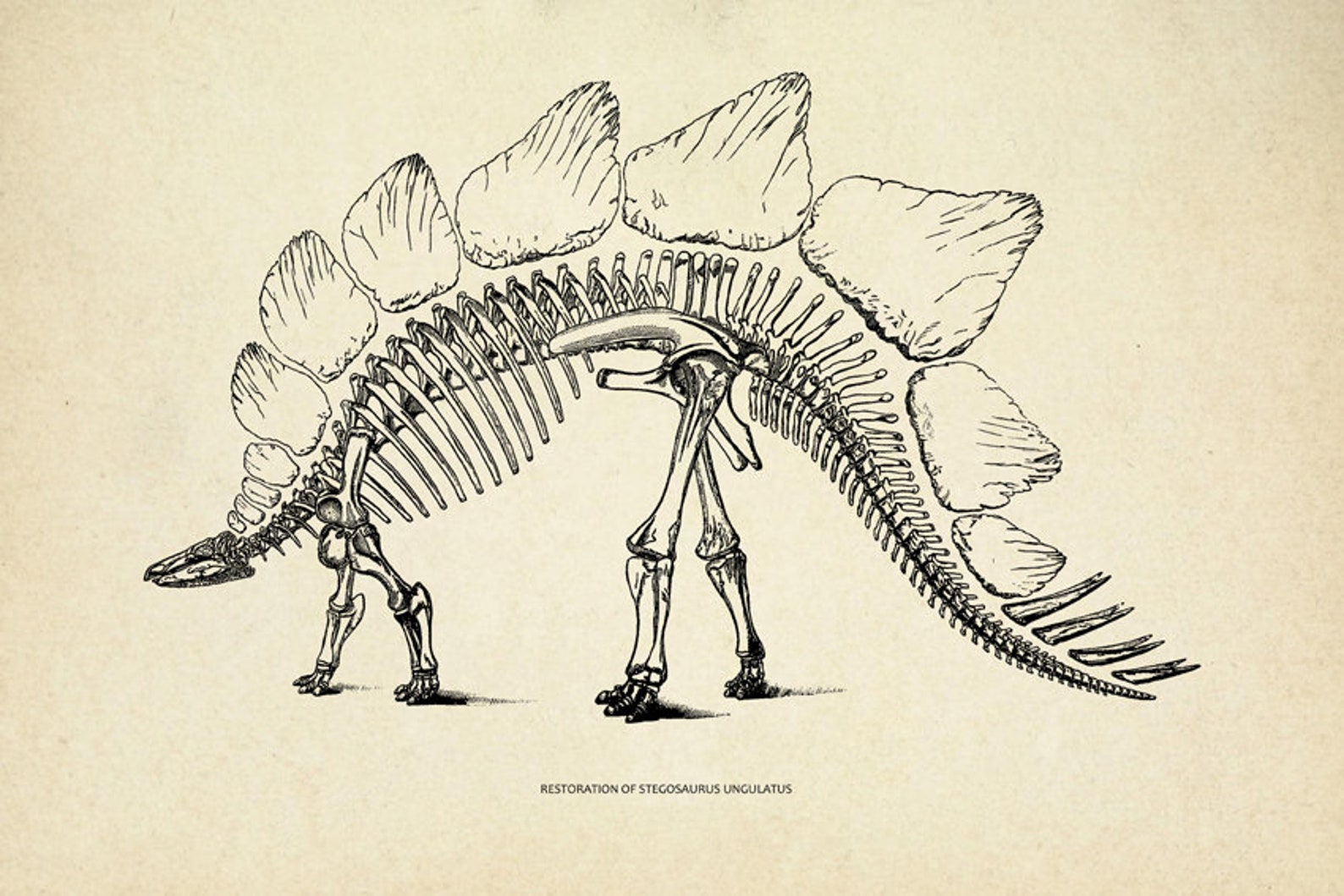 Dinosaur Print Dinosaur Skeleton, Anatomy Fossil Print Set of 6 ...