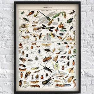 Insect Print - Insect Poster - Sсience Wall Art Print - Entomology ...