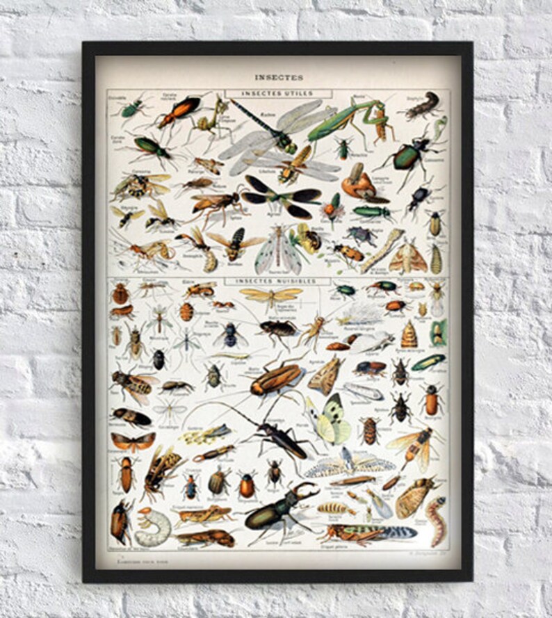 Insect Print Insect Poster Sсience Wall Art Print - Etsy UK