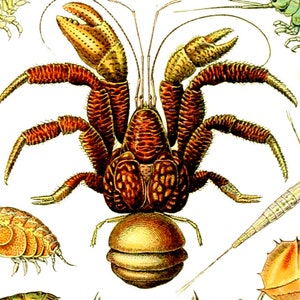 Cancer and Crab Print, Wall Art Decor, Sea Animals Print, Biology ...