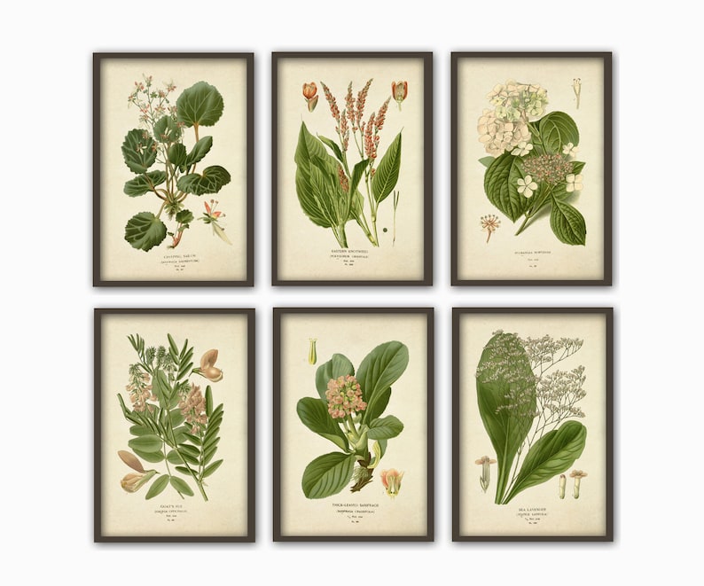 Rustic Botanical Illustration Flowers Prints Wall Art Print - Etsy