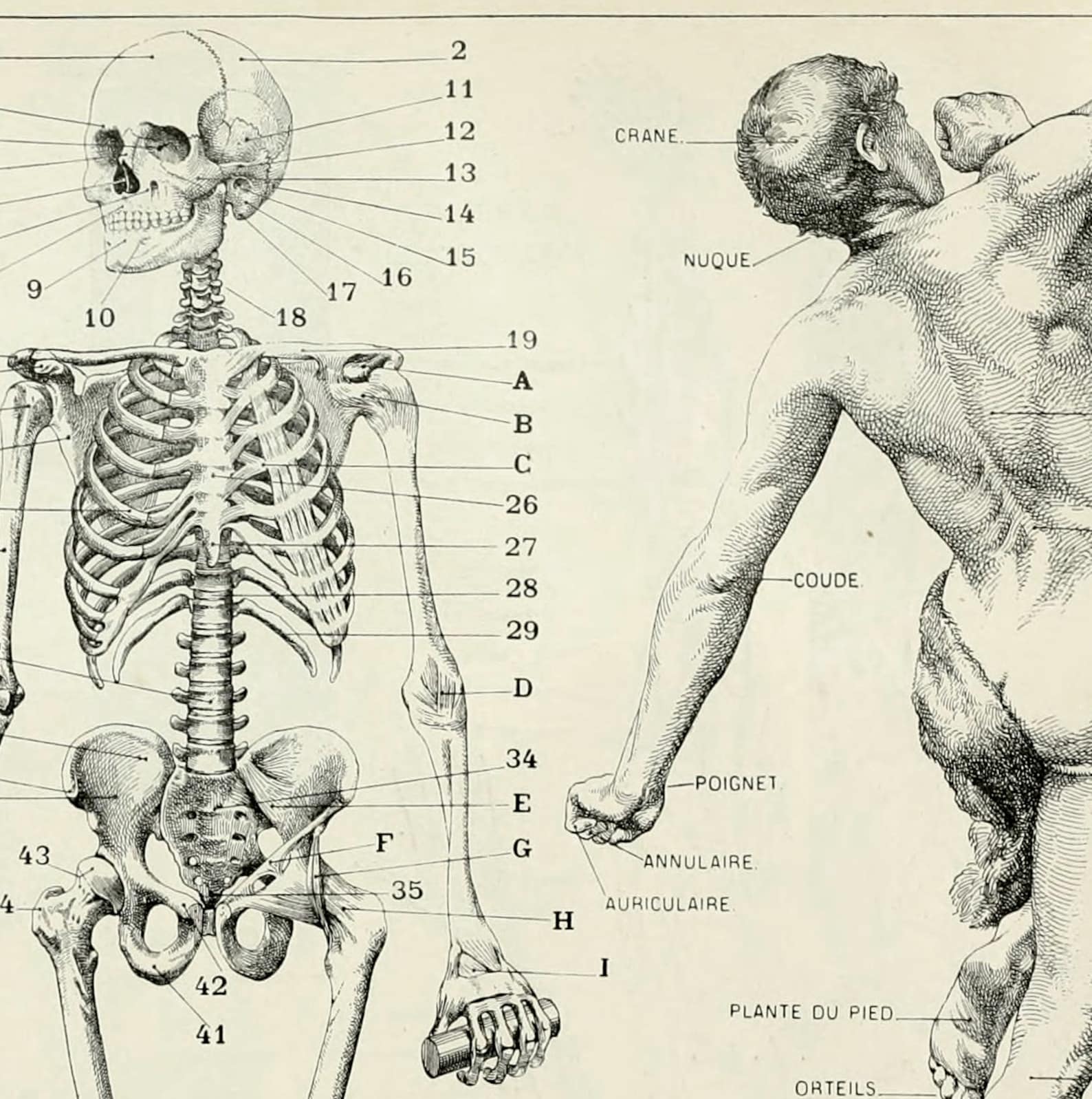 Human Anatomy Antique Human Skeleton Vintage Bones and Muscles - Etsy