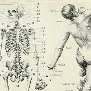 Human Anatomy Antique Human Skeleton Vintage Bones and Muscles Print ...